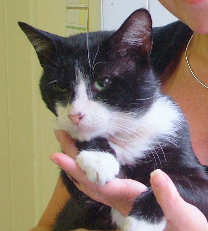 Image: 70catcastrate1 | Pete the Vet