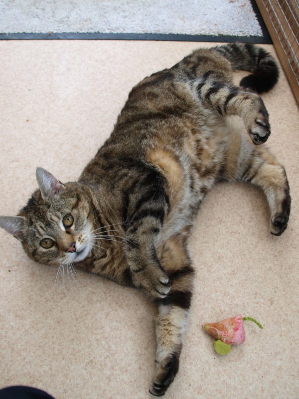 Image: Poppy - Preston (1) | Pete the Vet