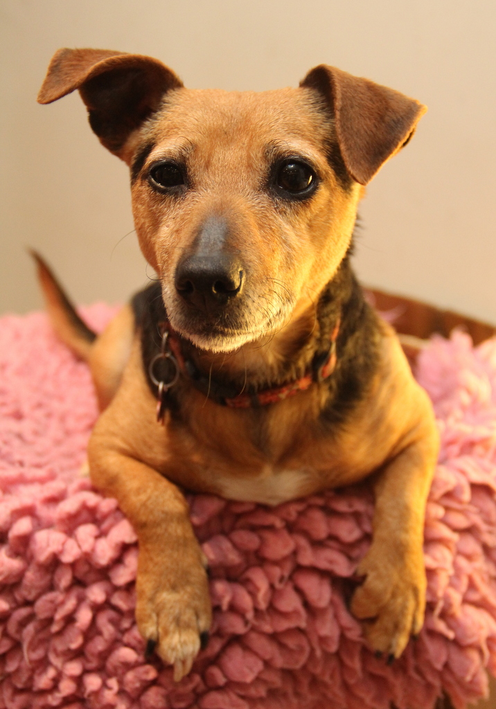 Pet product review: is Vetbed the ideal pet bedding? - Pete the Vet