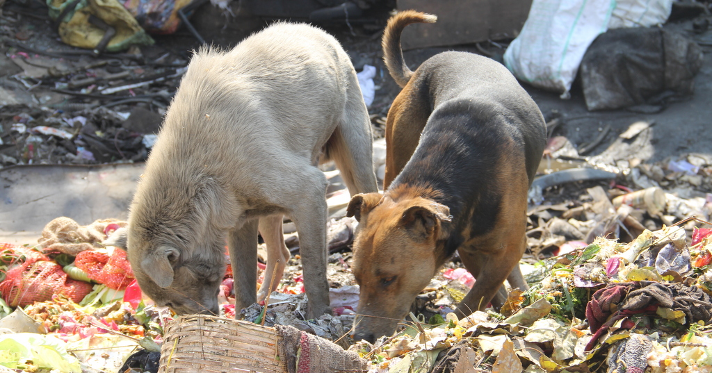 Pete the Vet on Spirit Radio discussing his trip looking at street dogs ...