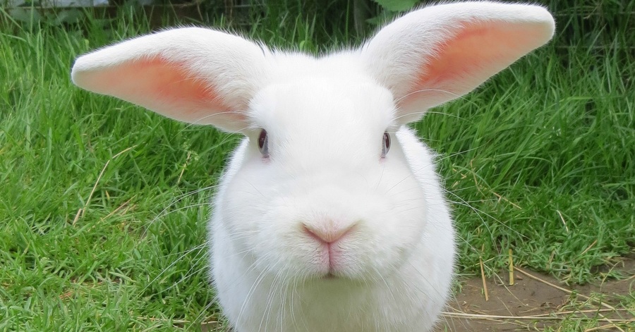Peppermint, a 4 year old male Rabbit. - Pete the Vet